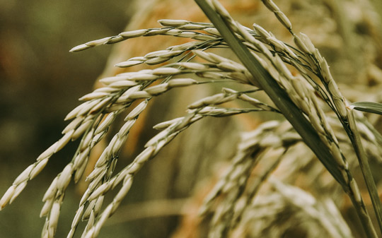 Rice fortification - a key opportunity to reach more people with ...