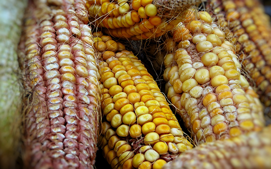 Coverage of Large-Scale Food Fortification